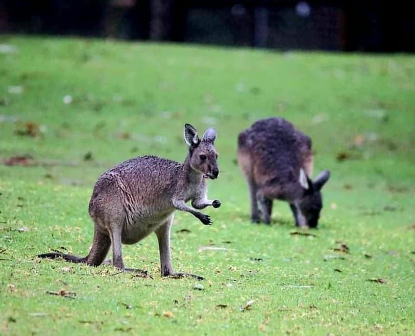 Our Animals: Native and Farm | forest-lodge-resort