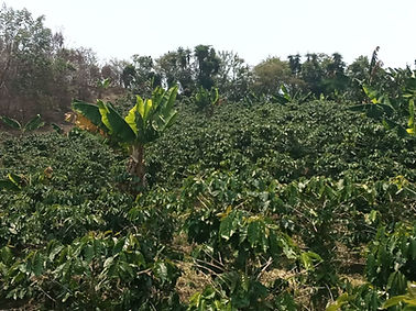 Our Farms | Las chumecas