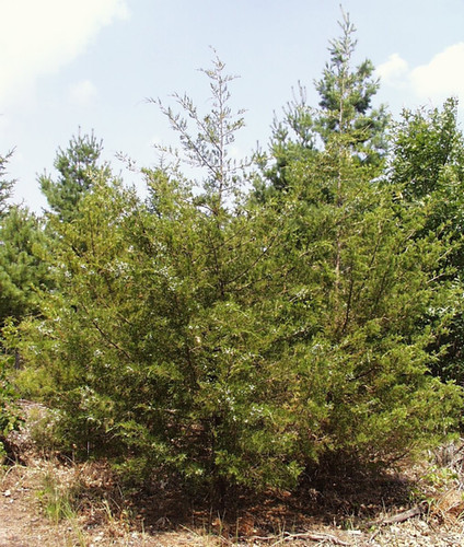 Eastern Red Cedar (bundle of 25) | stearnsswcd