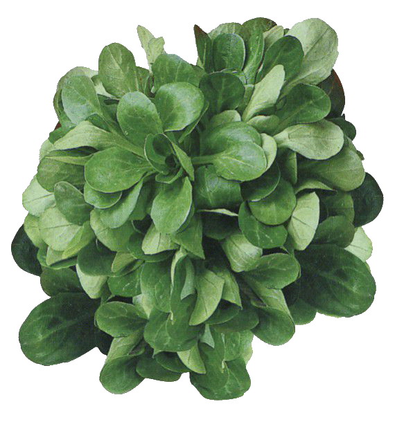 MACHE Vit | Cornucopia