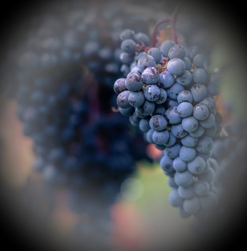 THE THREE GREAT ITALIAN DOCG’s | GFW