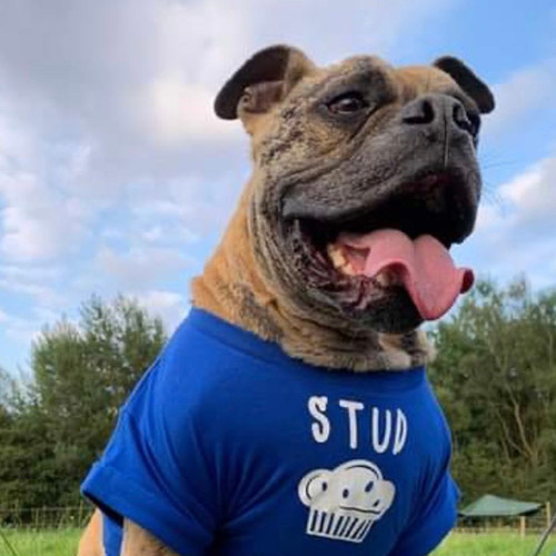 Stud Muffin | Hey Bert