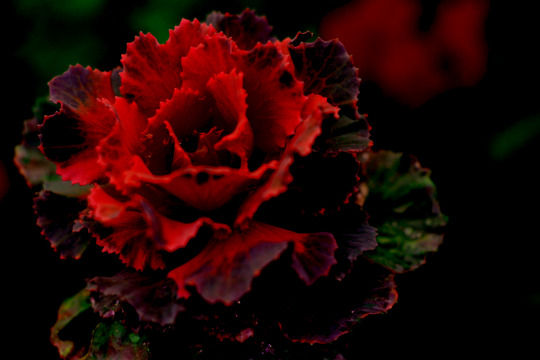 Home | | ALEENA CADER