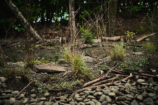 Urban Rewilding Project: Native plant landscaping, Portland, OR