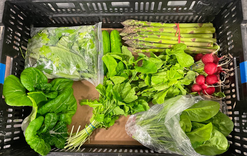 CSA Lite Share (Weekly)