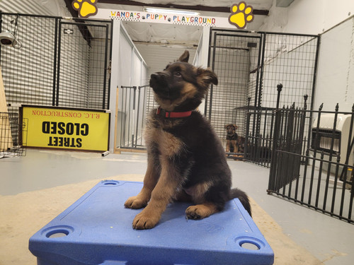 German Shepherd Dog Puppies Championship Bloodlines | Shafer Shepherds