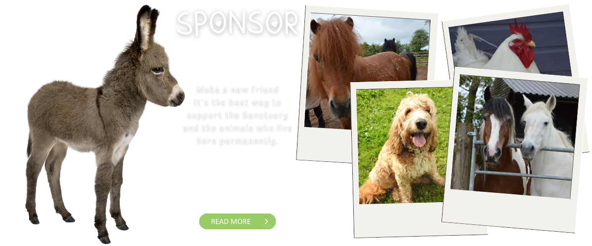 Sponsor An Animal