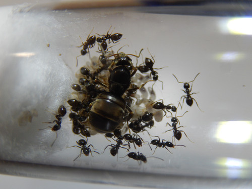 Lasius niger | Queens and Colony's
