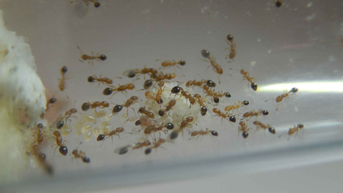 Cardiocondyla obscurior | Esthetic Ants