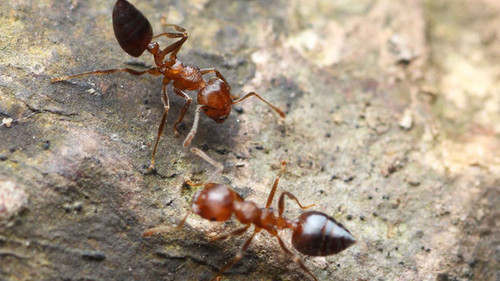 Crematogaster rogenhoferi | Esthetic Ants