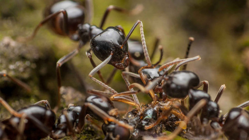 Lasius fuliginosus | Esthetic Ants
