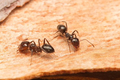 Notoncus capitatus | Esthetic Ants