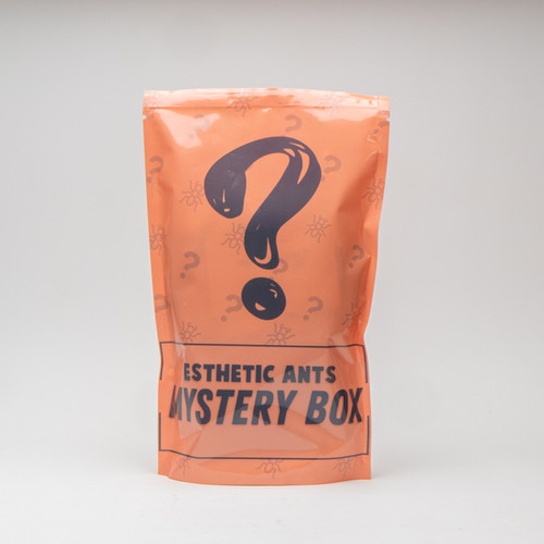 Mystery Box | Esthetic Ants