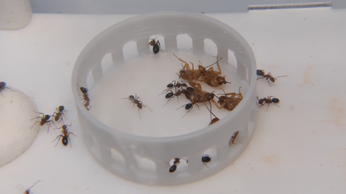 Colossal Feeder | Esthetic Ants