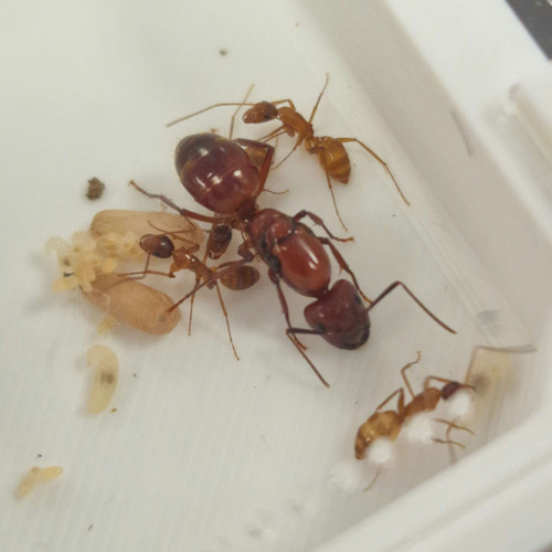 Camponotus castaneus | Esthetic Ants
