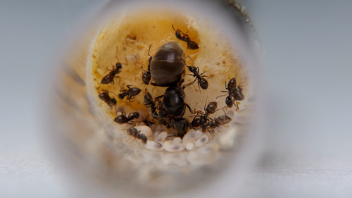Lasius niger | Queens and Colony's