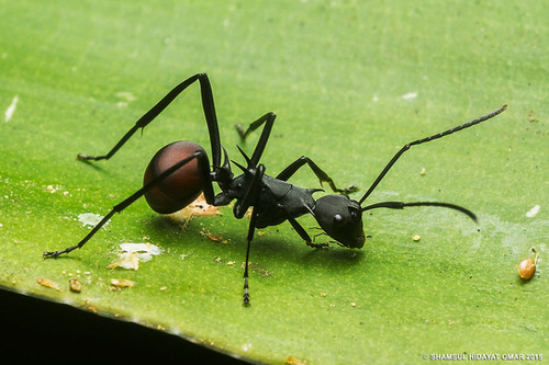Polyrhachis armata | Esthetic Ants