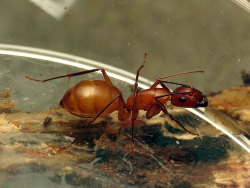 Camponotus castaneus | Esthetic Ants