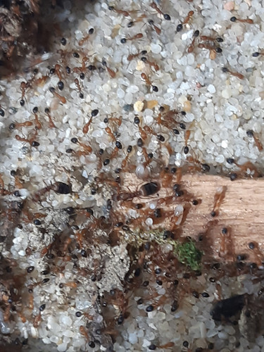 Monomorium bicolor | Esthetic Ants