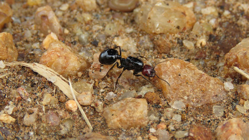 Messor angularis | Esthetic Ants