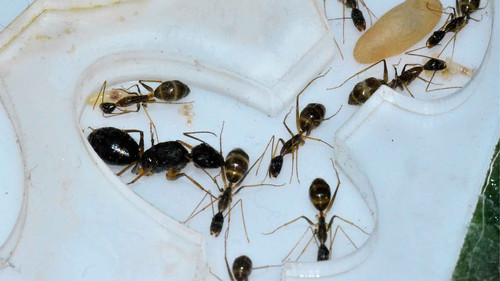 Camponotus mitis | Esthetic Ants