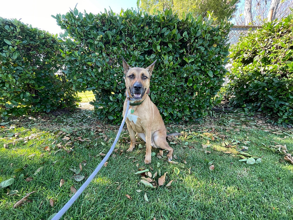 Shepherd Mix Training | Lucy | Los Angeles, CA