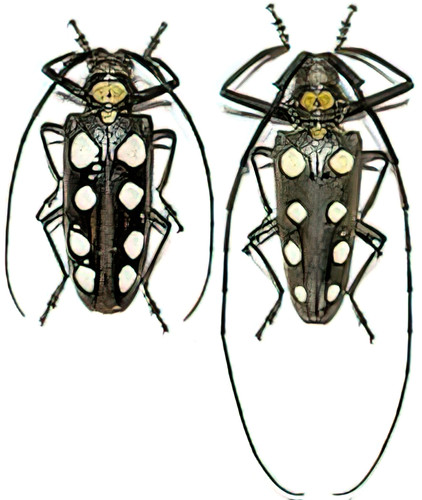 OFF MENU ITEM - Batocera roylei Long Horn PAIR ♂♀ | Arts of Science