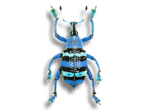 Eupholus magnificus | Arts of Science