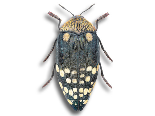 Sternocera castanea boucardii | Arts of Science