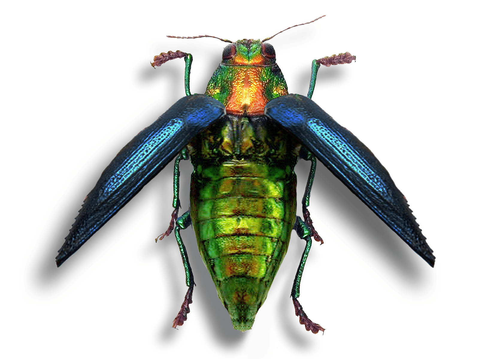 Gelaeus walkeri | Arts of Science