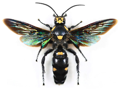 Megascolia procer ♂ | Arts of Science