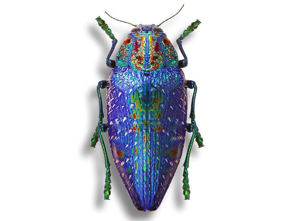 BEETLES | Arts of Science