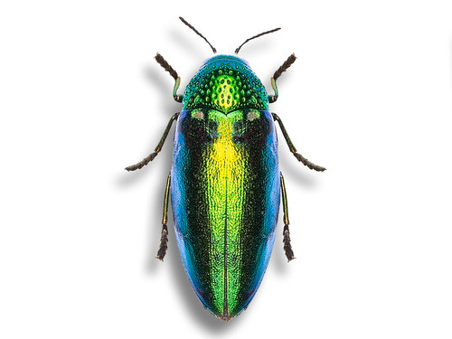 Sternocera aequisignata | Arts of Science