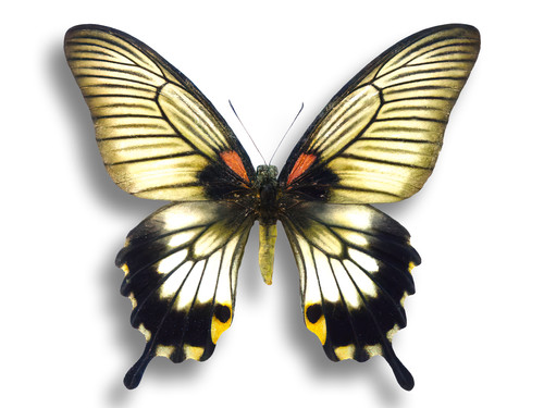 Papilio lowi ♀ | Arts of Science