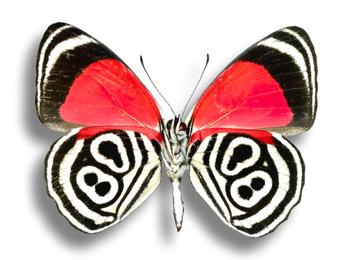 Diaethria clymena ♂ | Arts of Science