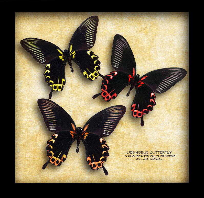 Papilio deiphobus Trio | Arts of Science