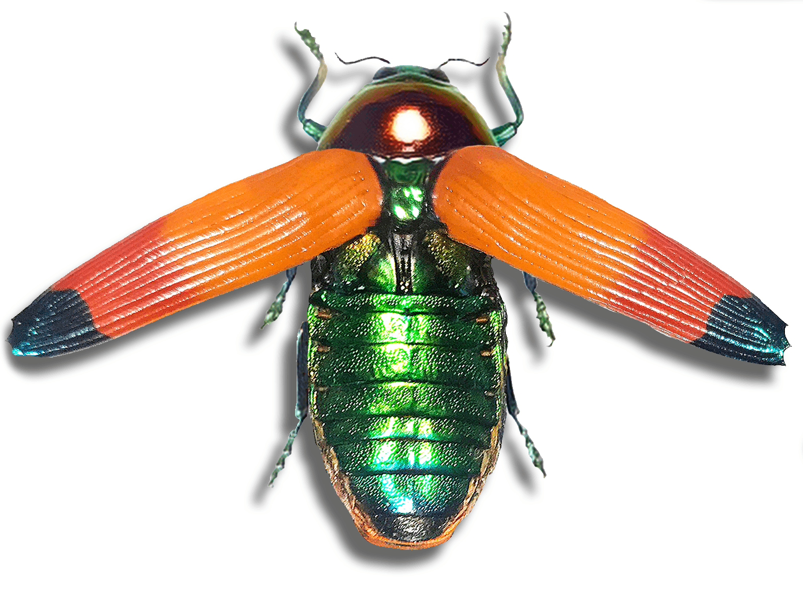 Metaxymorpha apicalis | Arts of Science