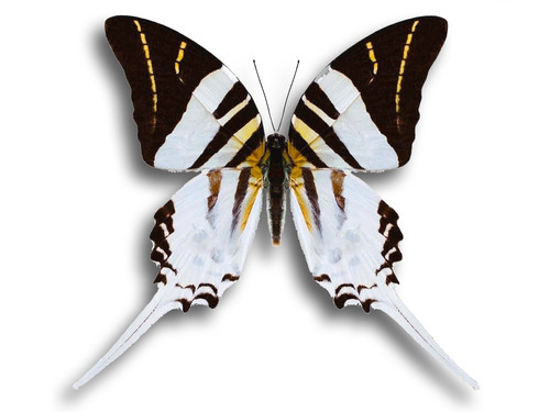 Graphium androcles | Arts of Science