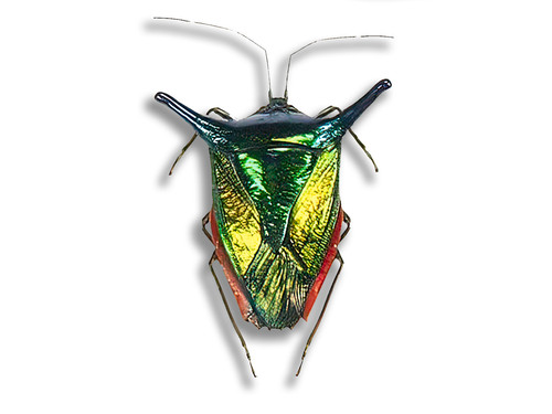 Hemiptera species | Arts of Science