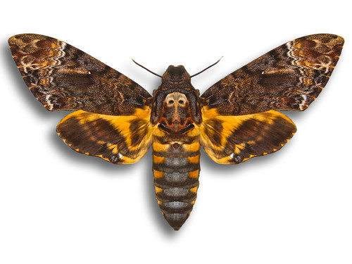 Acherontia atropos - Death Head Moth | Arts of Science