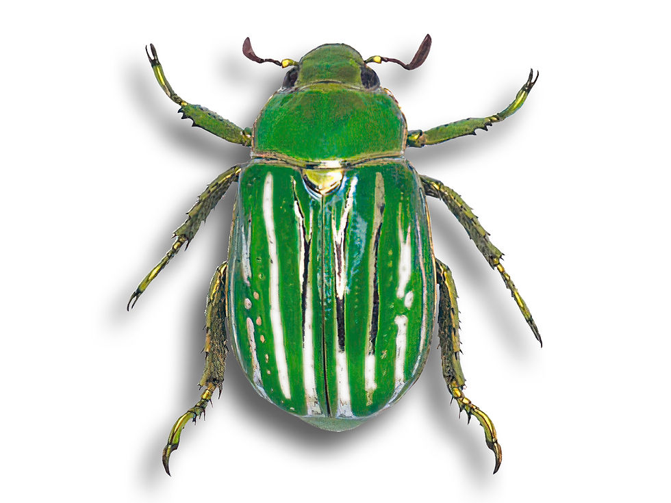 BEETLES | Arts of Science