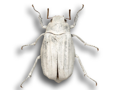 Melolonthinae cyphochilus | Arts of Science