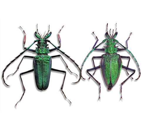 Psalidognathus friendi ♀♂ | Arts of Science