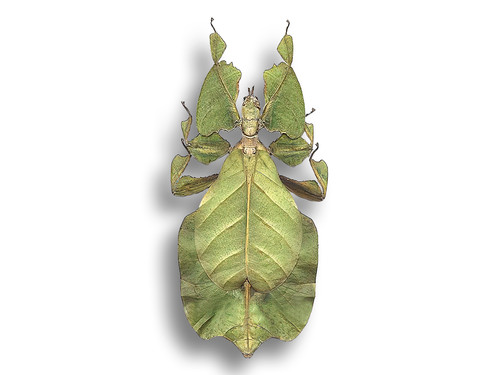 Phyllium pulchrifolium Green ♀ | Arts of Science