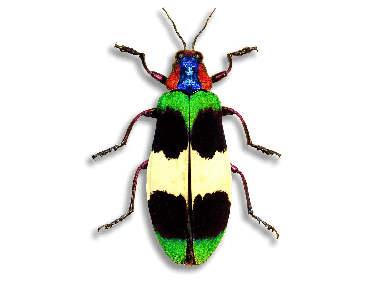 BEETLES | Arts of Science