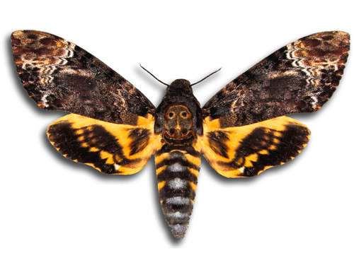 Acherontia lachesis - Darth Vader Moth | Arts of Science