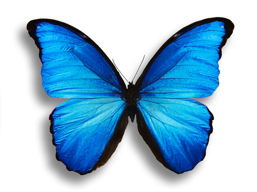 Morpho menelaus ♂ | Arts of Science