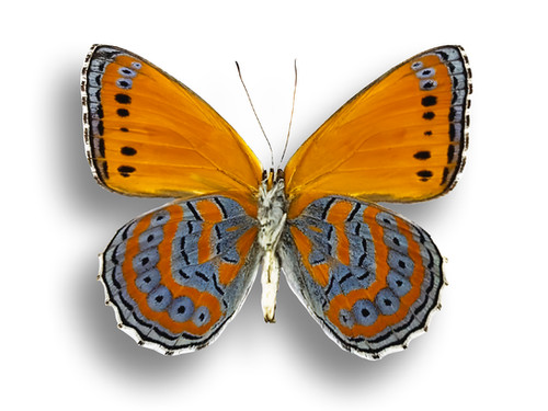 Asterope pechueli ♂ | Arts of Science