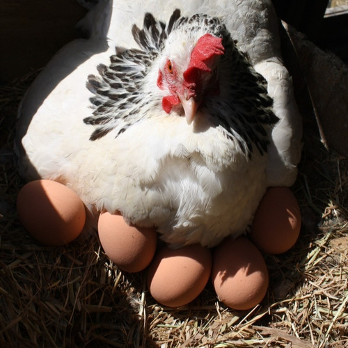 Artificial Chook Eggs | Northern Hylines