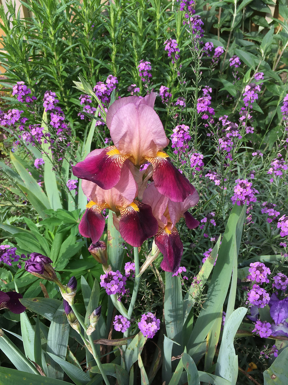 Home | Dutchbarnnurseries